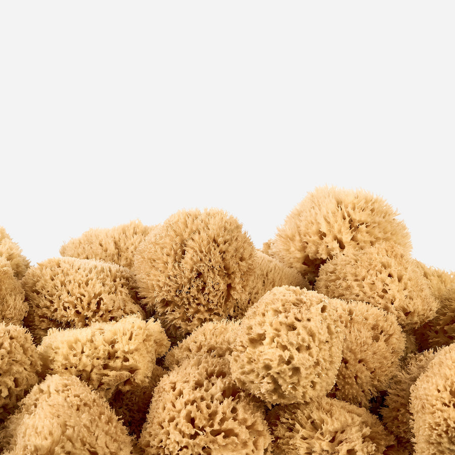 Why Natural Sea Sponges Vary in Size and Colour—And Why That’s a Good ...