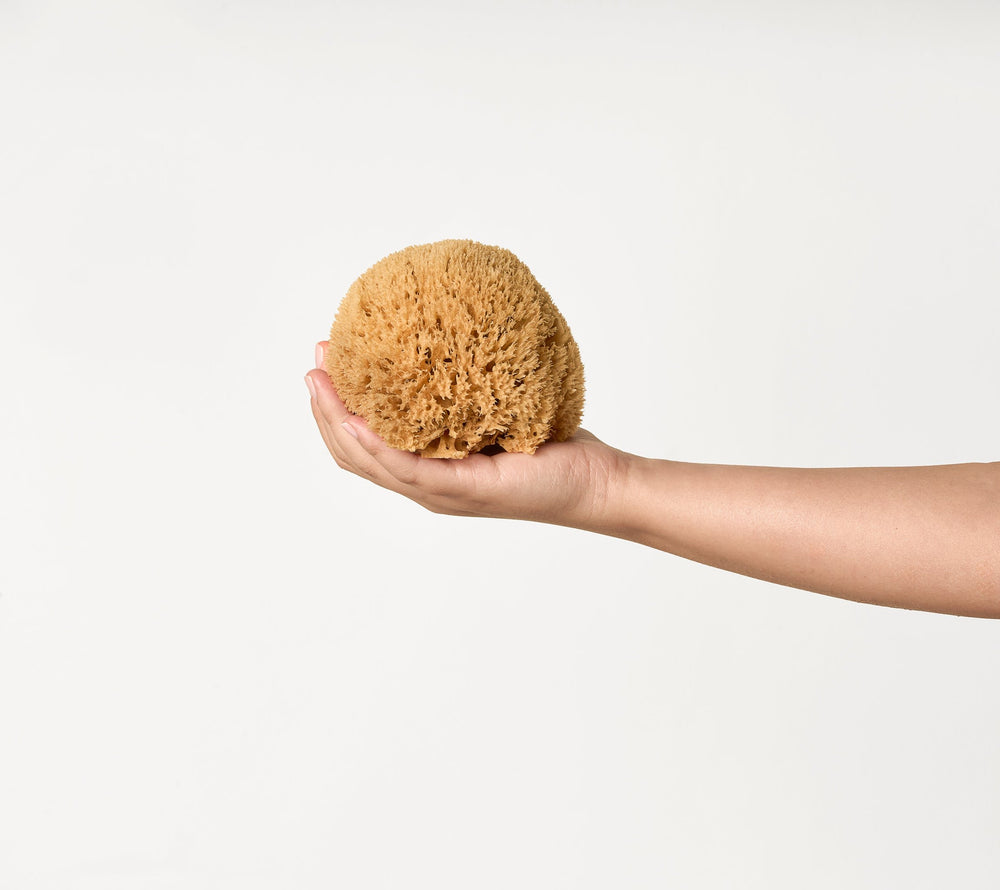 Honeycomb Sea Sponge - Natural Bath Sponge for Gentle Exfoliation · såpe